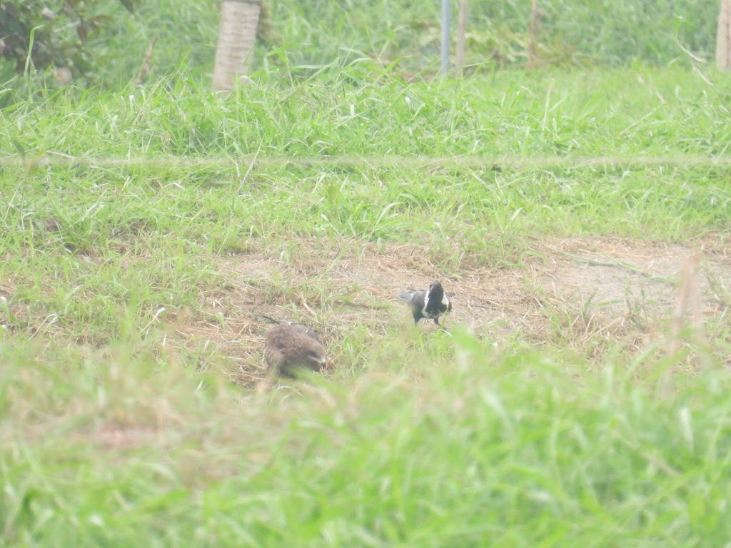 Collared Crow in January 2022 by Sunny Chan · iNaturalist
