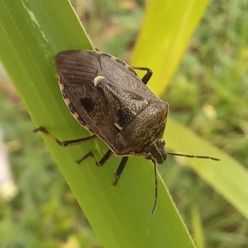 Brown soldier bug from Benaraby QLD 4680, Australia on January 27, 2022 ...