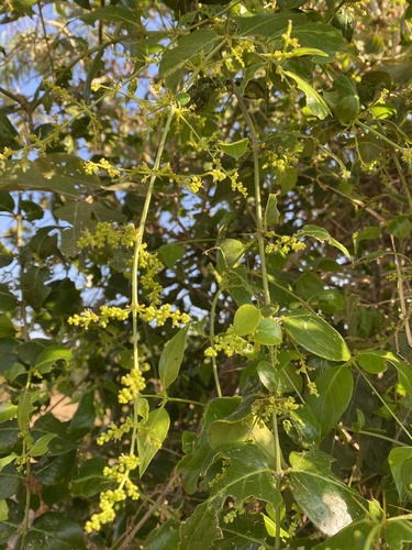 Azima sarmentosa · iNaturalist