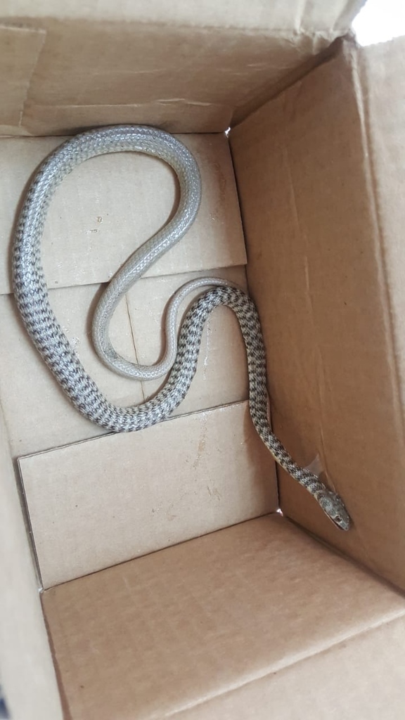 Jan’s Cliff Racer from Gulf of Oman, , , on May 1, 2018 at 10:14 AM by ...