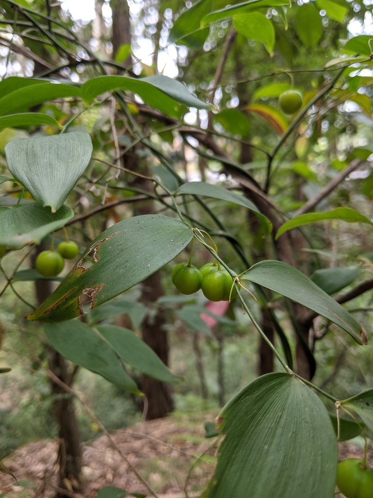 Wombat Berry from North Rocks NSW 2151, Australia on December 29, 2021 ...