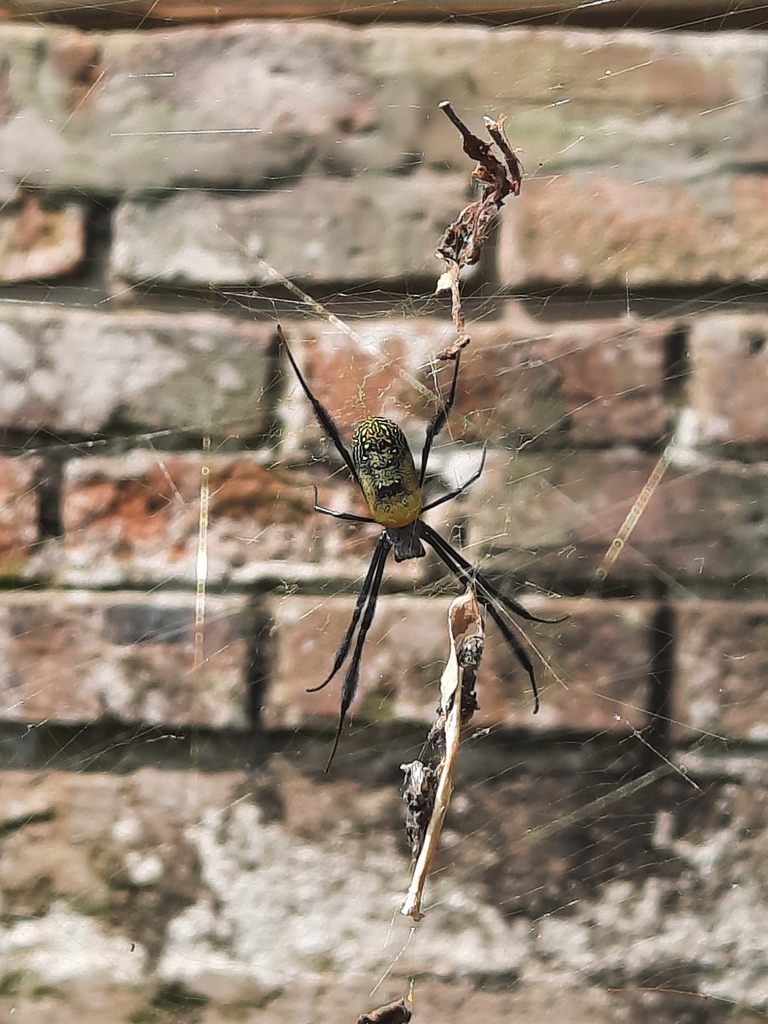 Hairy Golden Orb-weaving Spider from Buffalo City Metropolitan ...