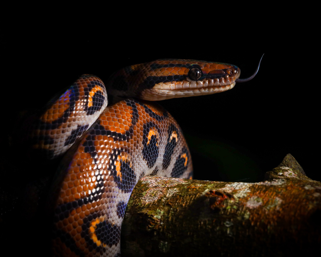 Western Rainbow Boa from Madre de Dios, PE on January 20, 2022 at 11:31 ...