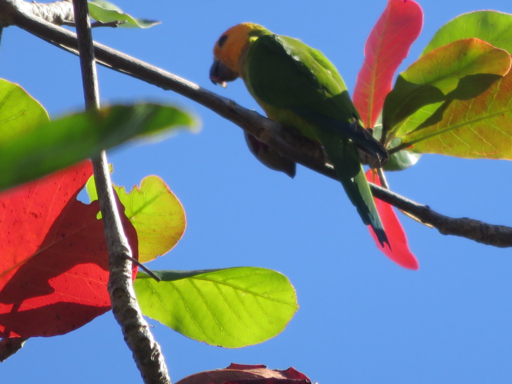 Brown-throated Parakeet from Northside, St Thomas 00802, USVI on ...