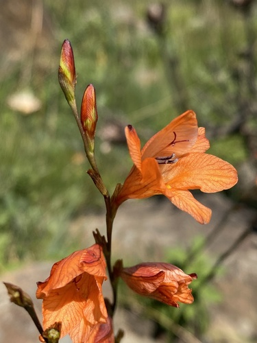 Tritonia disticha · Naturalista Costa Rica