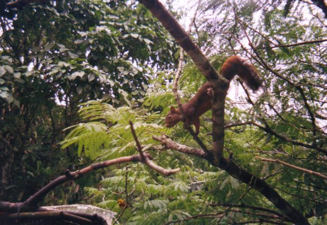 Red-tailed Squirrel from Mario Briceño Iragorry, 2105, Aragua ...