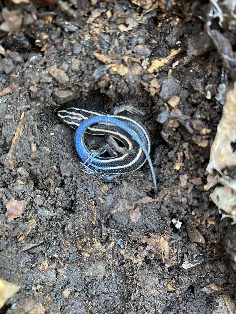 Common Five-lined Skink from Sand Ridge, Homewood, AL, US on January 27 ...