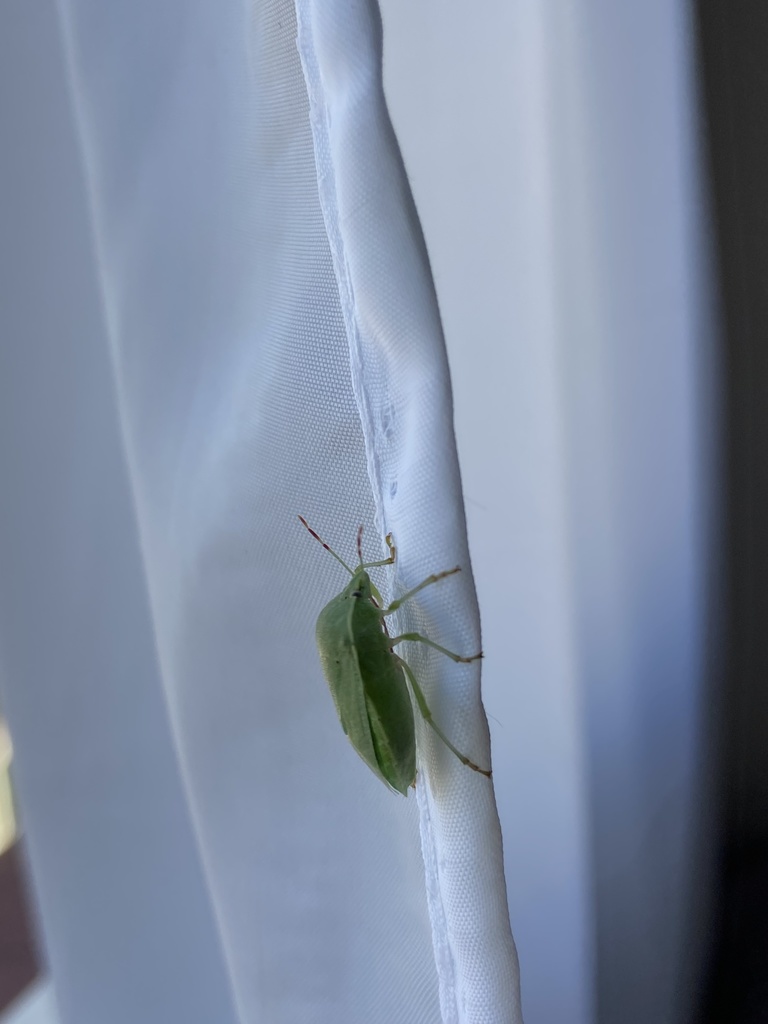 Southern Green Stink Bug from Ecuador, Buenos Aires, Ciudad Autónoma de ...