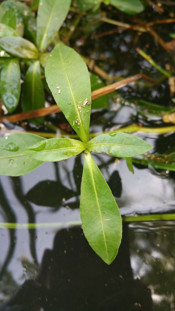 Alligatorweed from river legacy living science center on April 22, 2015 ...