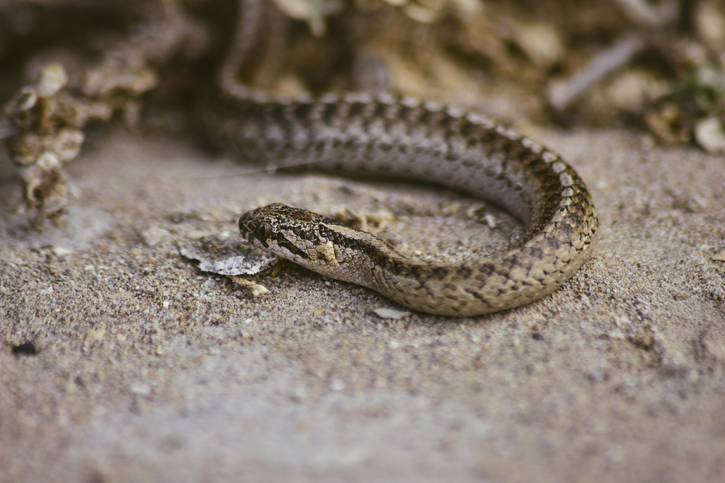 Chilean Slender Snake from Avenida Costanera, Coquimbo, Coquimbo, CL on ...