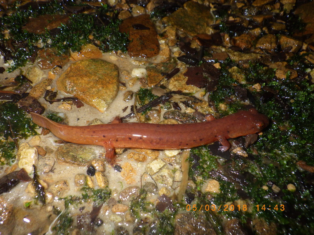 Spring Salamander from Pickett County, TN, USA on May 3, 2018 by ...