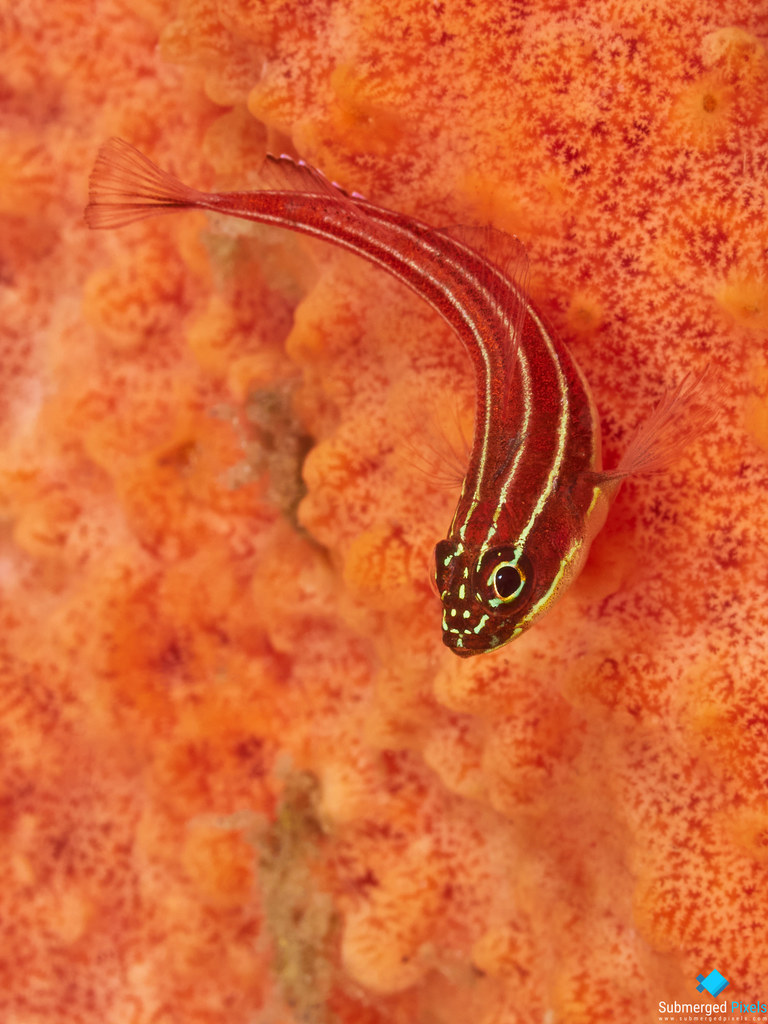 Triplefins (Tripterygiidae) - Marine Life Identification