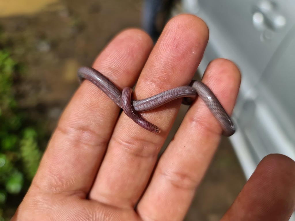 Dominican Worm Snake from Saint-Joseph, Dominique on January 21, 2022 ...