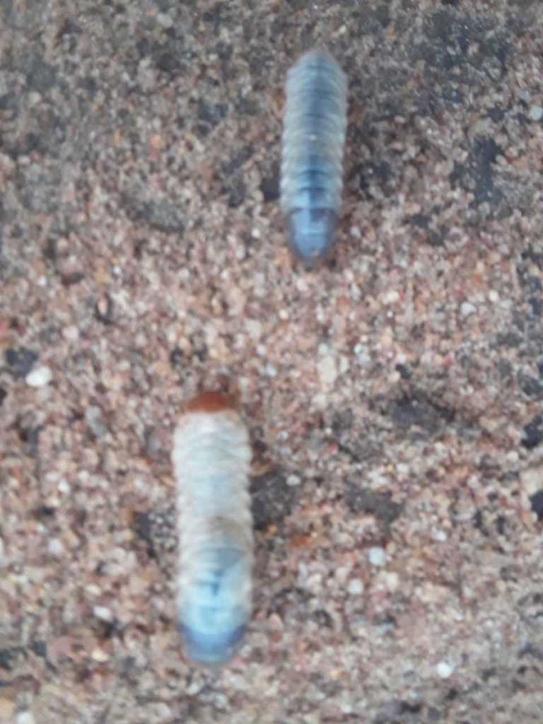 Scarabs from Cortenburg, South Africa on January 19, 2022 at 01:10 PM ...