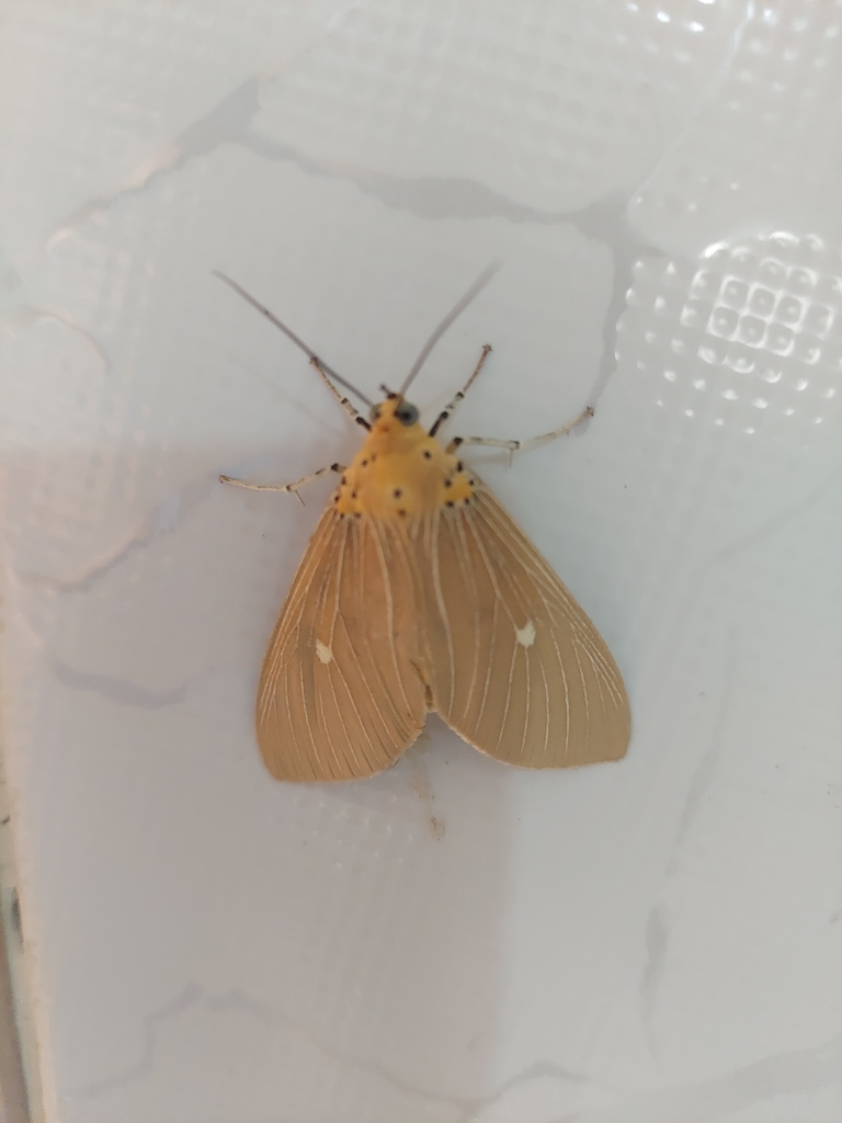 Tropical Tiger Moth from Department of Zoology, Utkal Univarsity, Vani ...