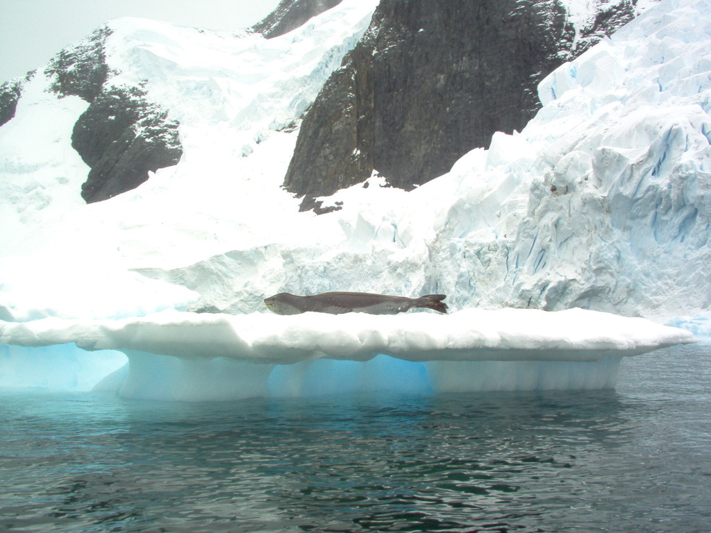 Leopard Seal from Antarctica on January 3, 2008 at 01:51 AM by Miguel ...