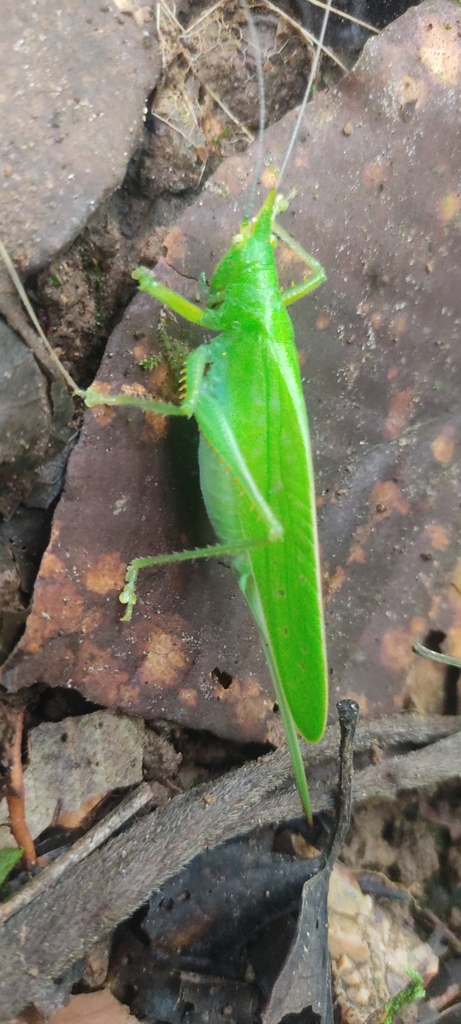 Copiphora from Santuario de Aves Rio Silanche on January 18, 2022 at 02 ...