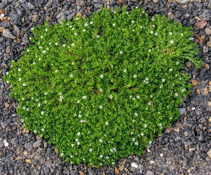 Arenaria serpens from Melipeuco, Araucanía, Chile on February 20, 2020 ...
