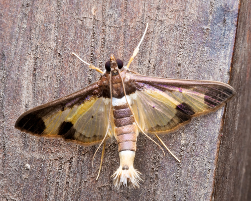 Diaphania eumeusalis · iNaturalist United Kingdom