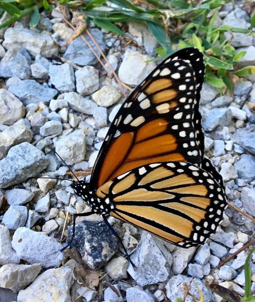 Monarch in September 2019 by alpinepowers · iNaturalist