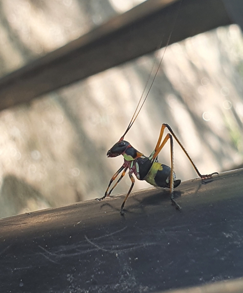 Scaphura from Cabalango, Córdoba, Argentina on January 28, 2022 at 03: ...