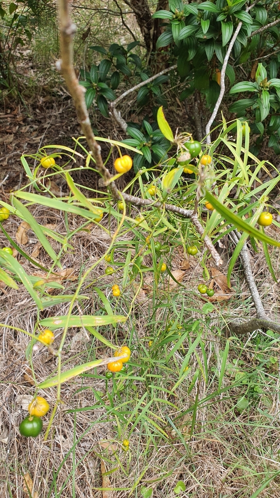 Wombat Berry from Bonny Hills on January 24, 2022 at 02:52 PM by Lili ...