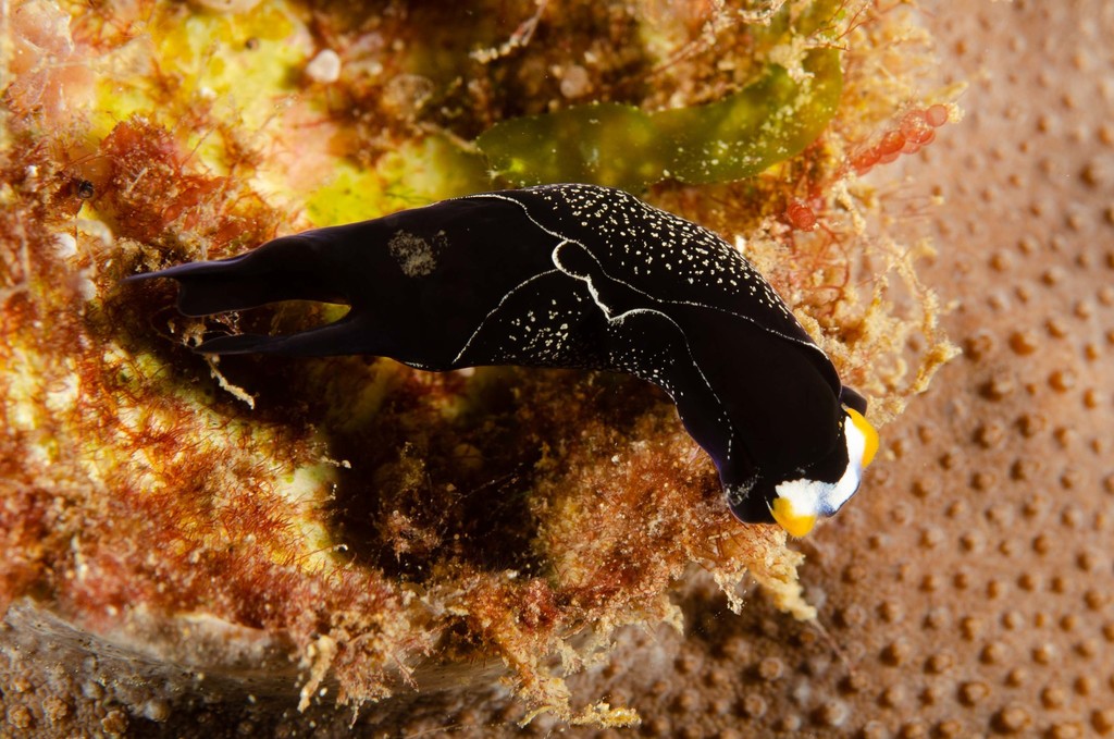 Headband Headshield Slug from North West Solitary Island, New South ...