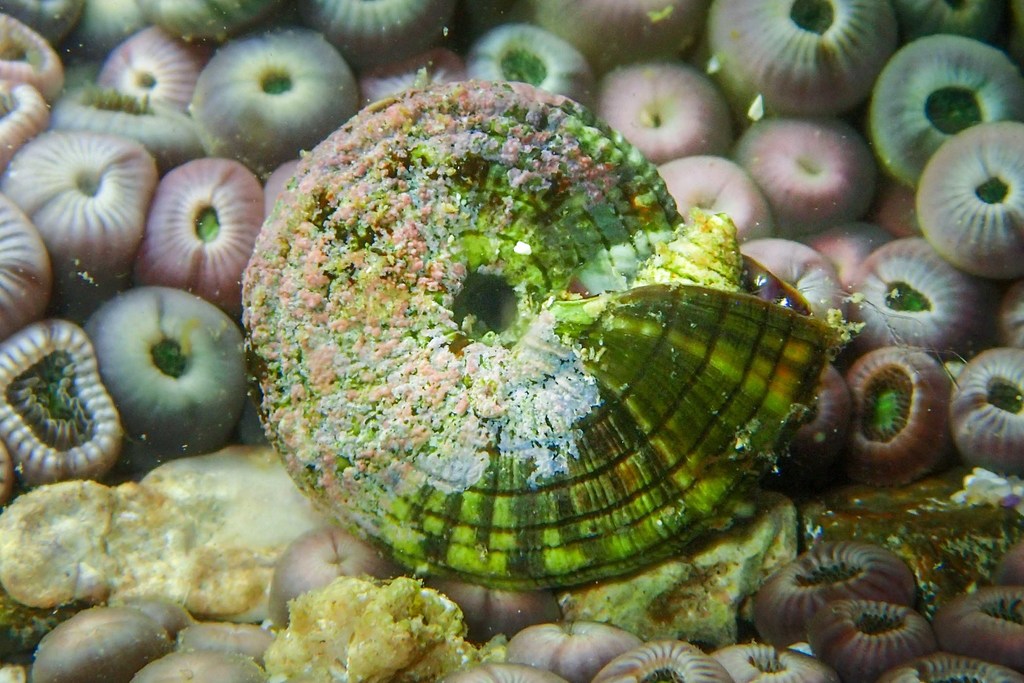 Variegated Sundial from North West Solitary Island, New South Wales ...