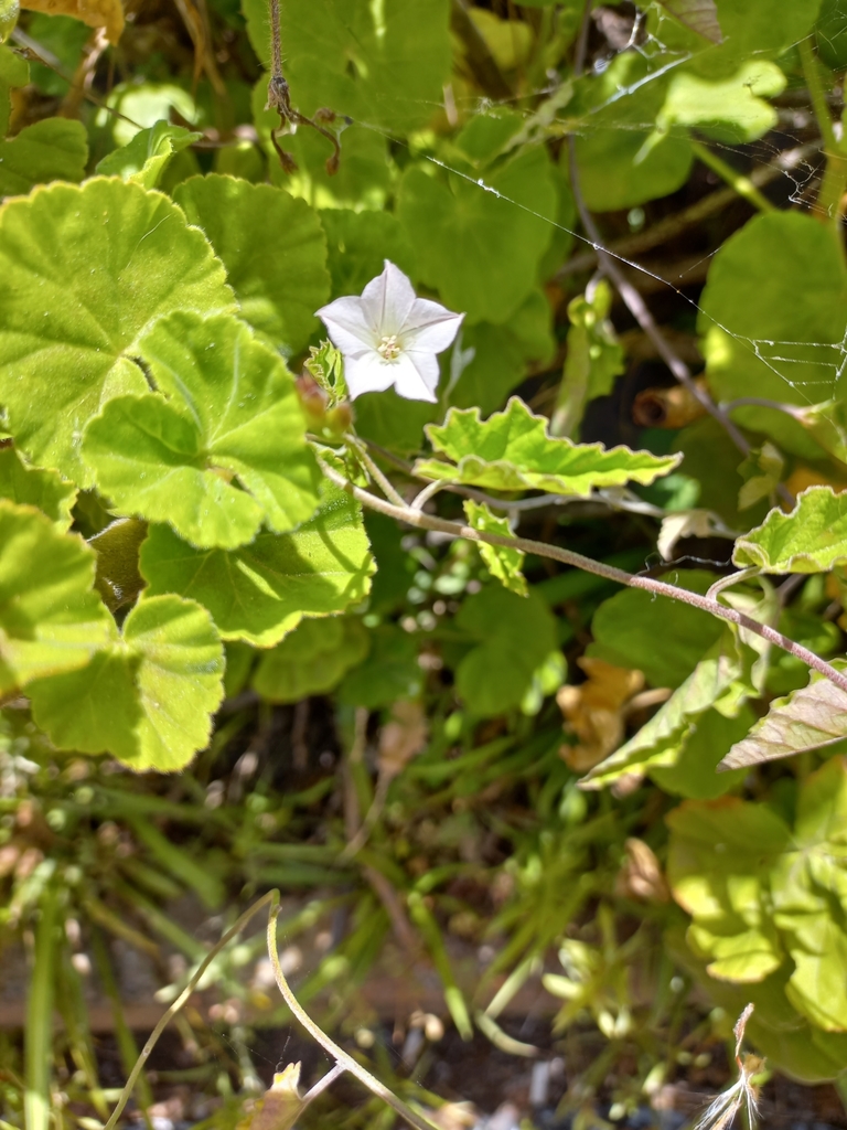 bindweeds from Braamfontein, Johannesburg, 2017, South Africa on ...