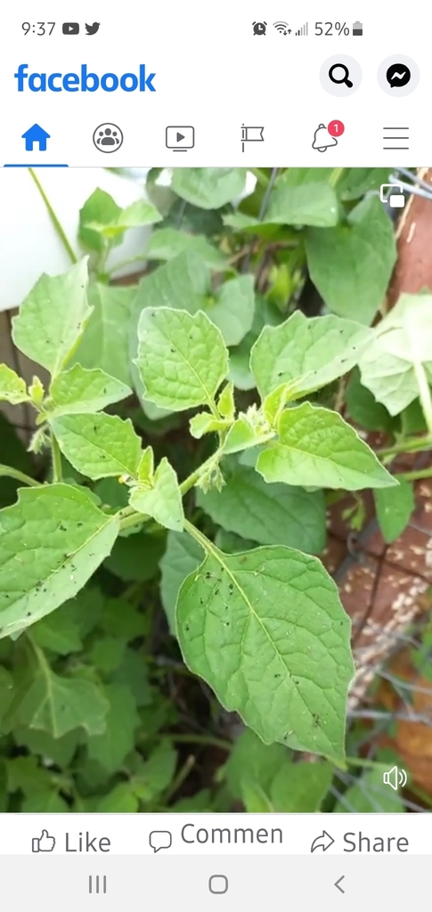 nightshades from South Africa on January 29, 2022 at 09:37 AM by Debbie ...