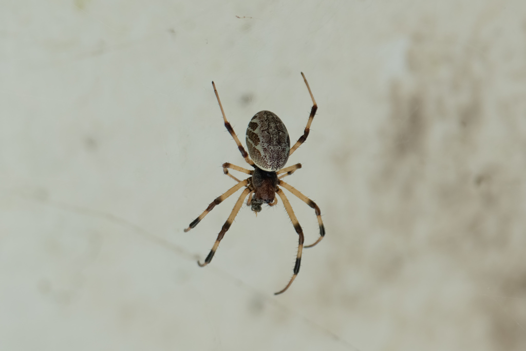 Asian Hermit Spider from Central Water Catchment, Singapore on January ...
