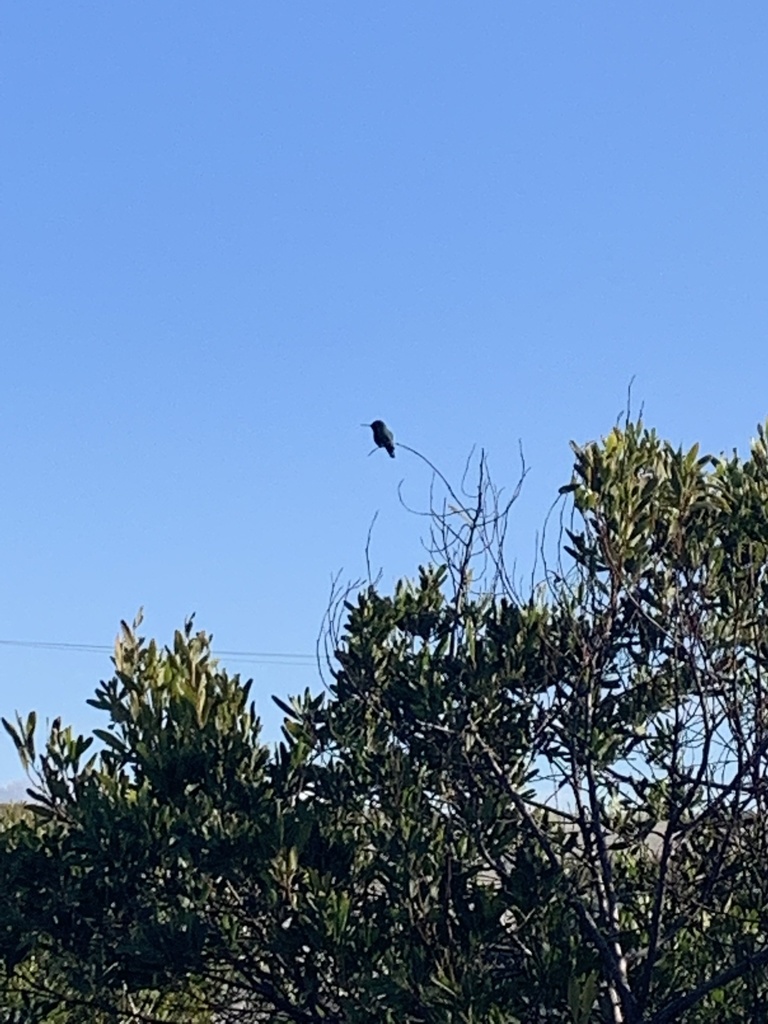 Anna's Hummingbird from Rindge Ave, Los Angeles, CA, US on December 28 ...