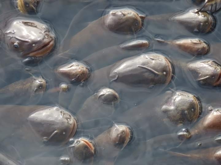 Bullheads from Trempealeau National Wildlife Refuge on January 29, 2022 ...
