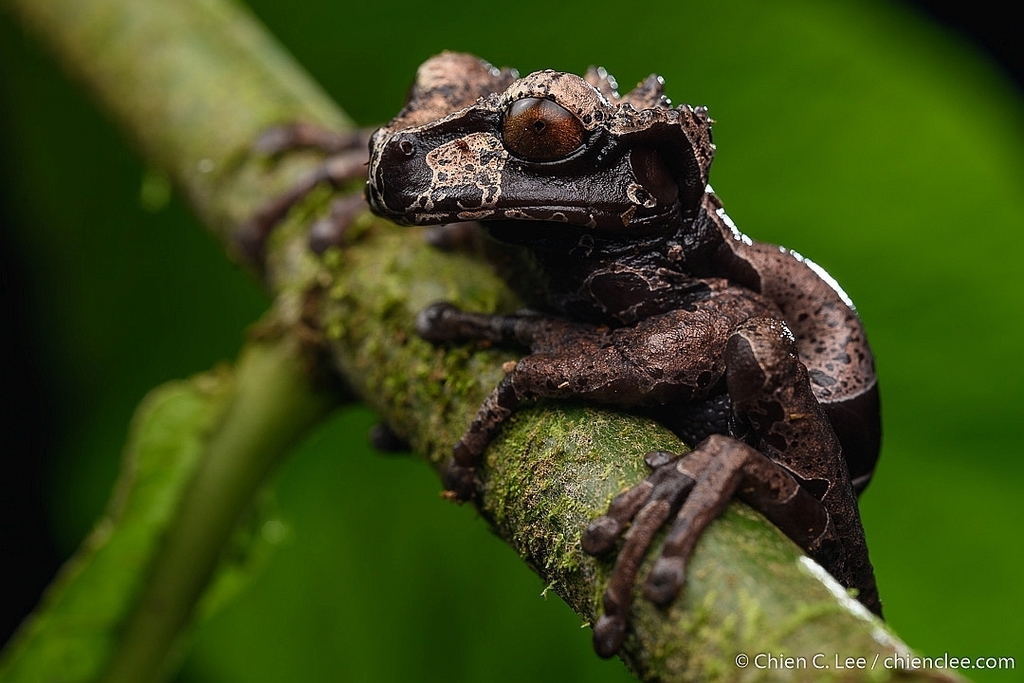 Coronated Tree Frog in January 2022 by Chien Lee · iNaturalist
