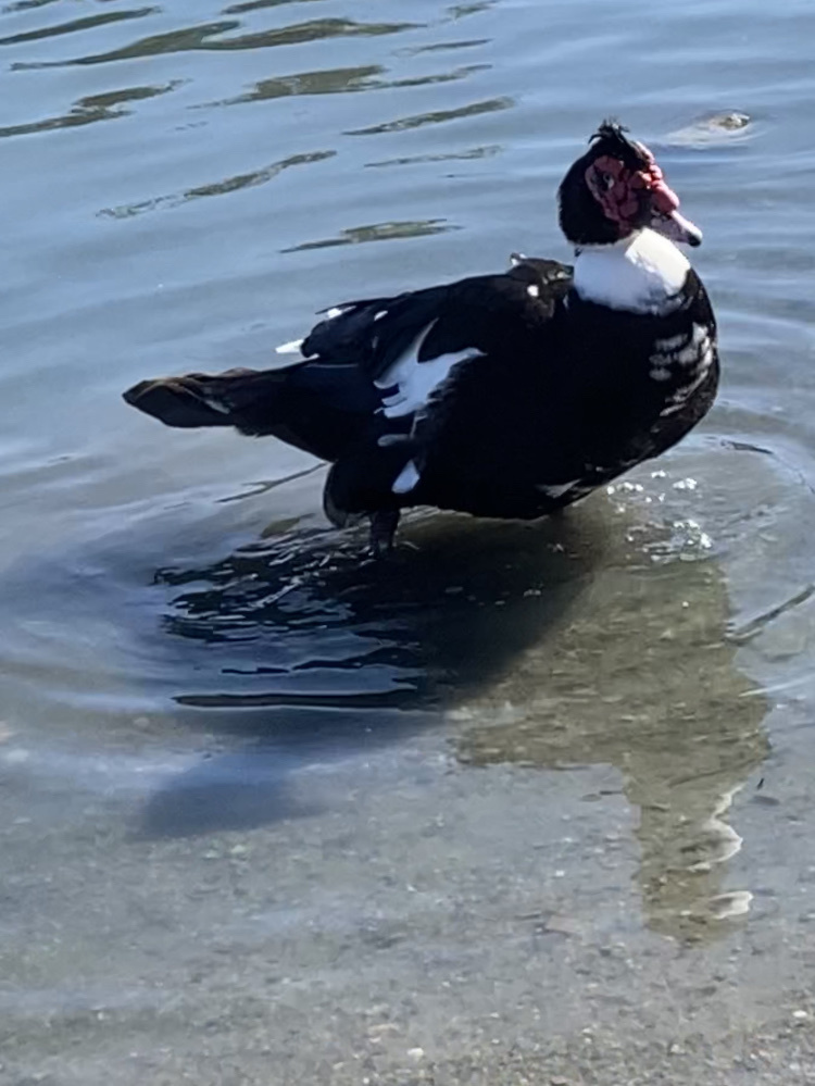 Domestic Muscovy Duck from John F. Kennedy Park, Tucson, AZ, US on ...