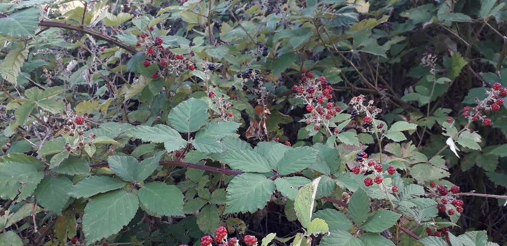 (Rubus candicans) - Botanical Realm