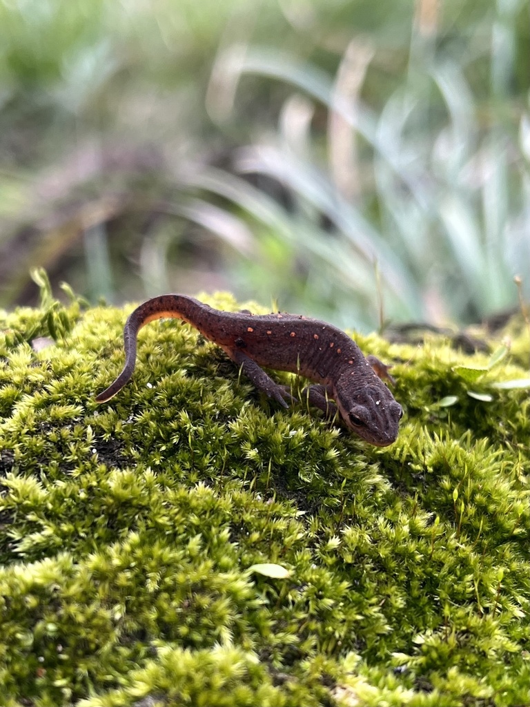 Central Newt from Brazos Bend State Park, Needville, TX, US on January ...