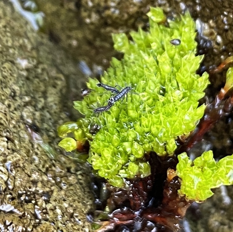 Antarctic Midge from Antarctica (general), AQ on January 27, 2022 at 08 ...