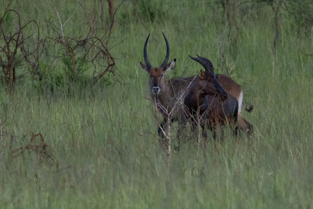 Topi in November 2021 by dougnaturalist · iNaturalist