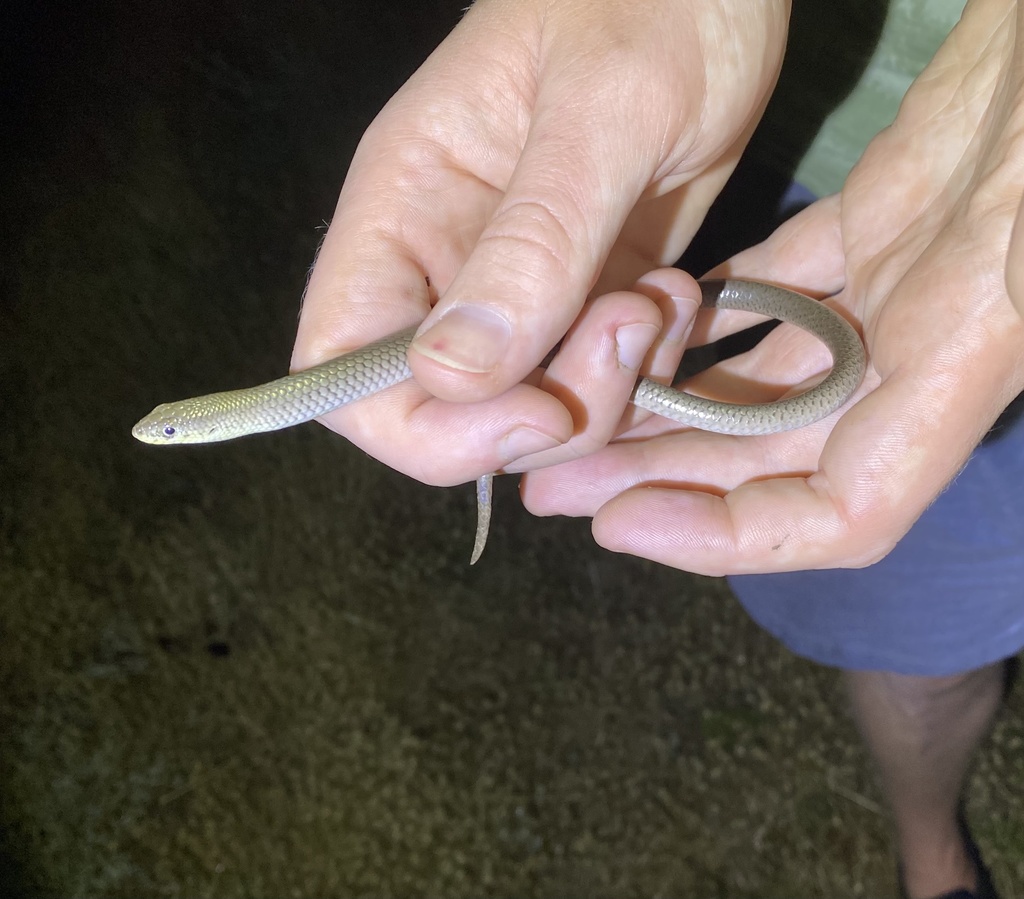 Patternless Delma in January 2022 by Dane Jewell · iNaturalist