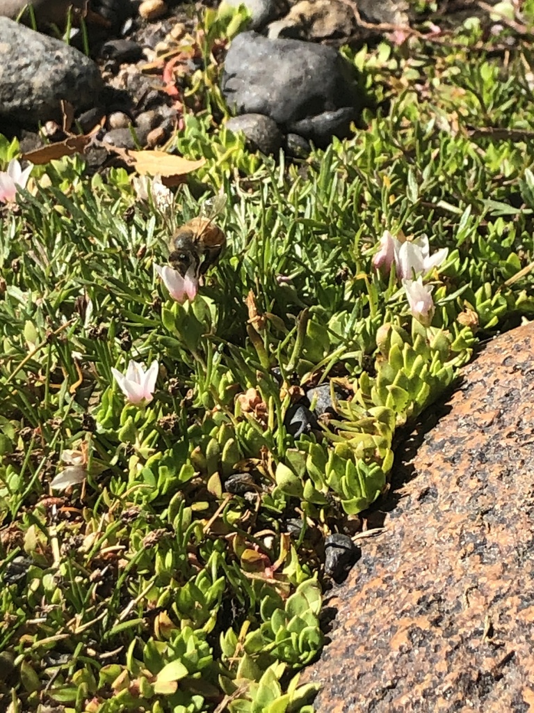 Western Honey Bee from Huiliches, AR-NQ, AR on January 27, 2022 at 05: ...