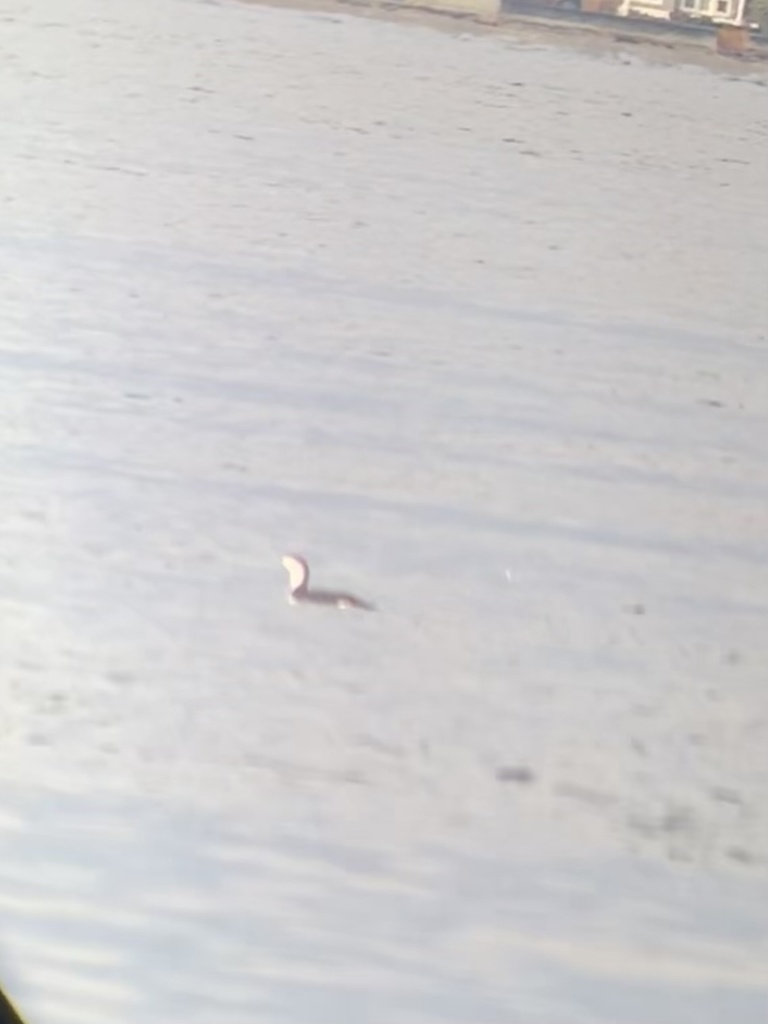 Red-throated Loon from Lighthouse Park, Mukilteo, WA, US on January 29 ...