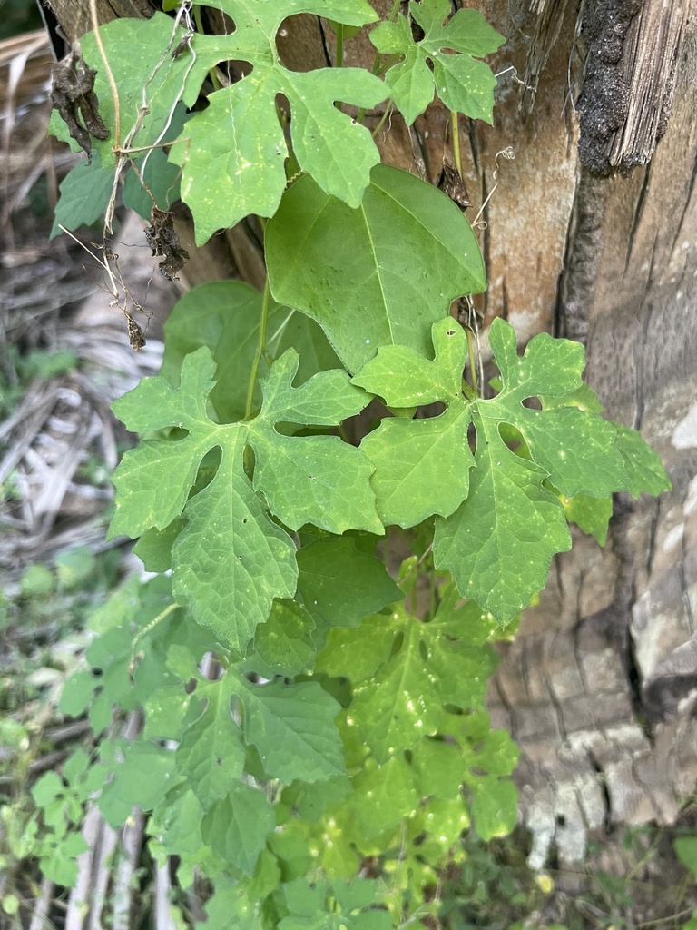 Bitter Melon from Puerto Rico, Maunabo, PR, US on January 29, 2022 at ...