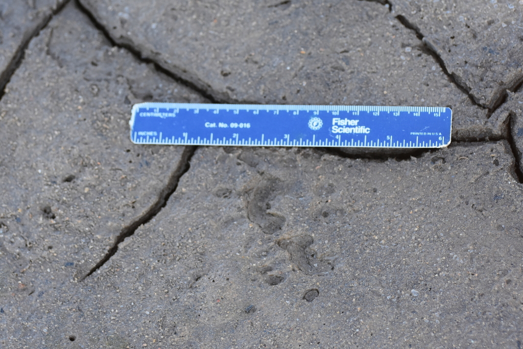 Virginia Opossum from Cocke County, TN, USA on January 29, 2022 at 01: ...