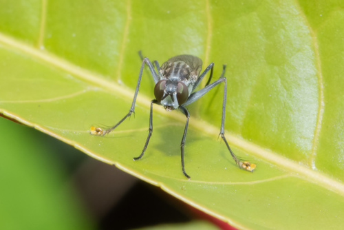 Lispe manicata · iNaturalist