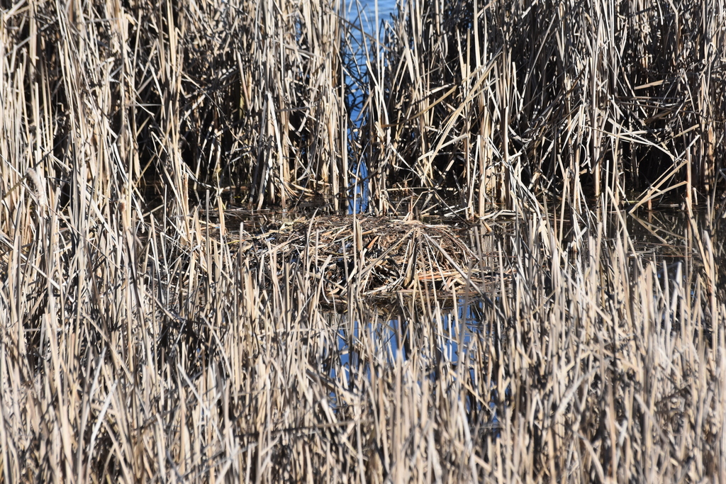 Muskrat from Greene County, TN, USA on January 29, 2022 at 03:29 PM by ...