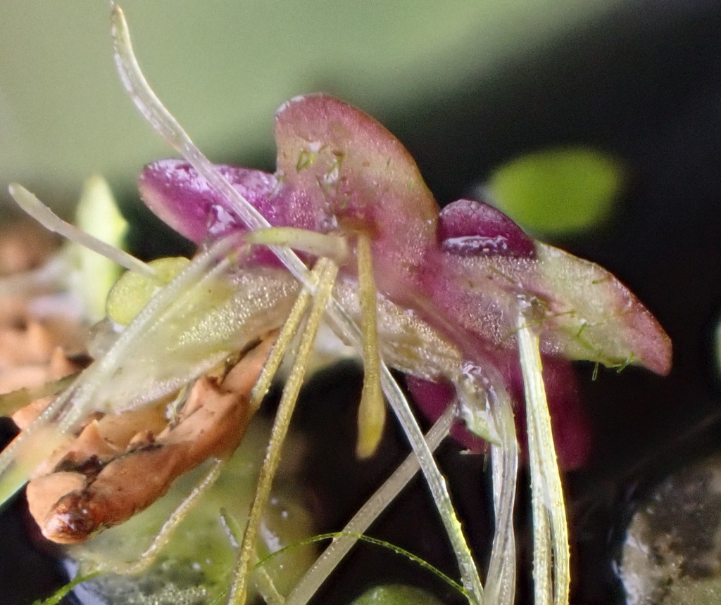 dotted duckweed from 台灣南投縣 on January 28, 2022 at 09:45 AM by ...