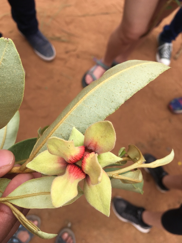 Duguetia from BR-242, Palmeiras, BA, BR on March 16, 2018 at 11:26 AM ...