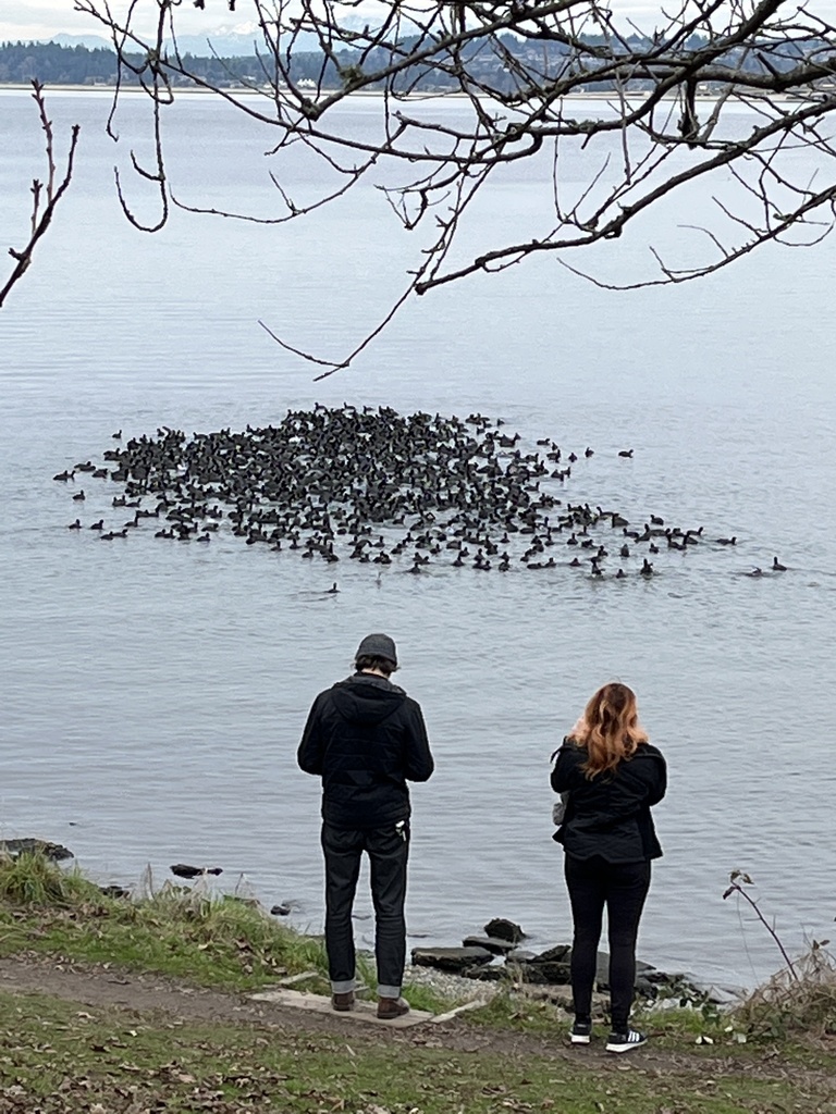American Coot from Stanley Sayres Memorial Park, Seattle, WA, US on ...