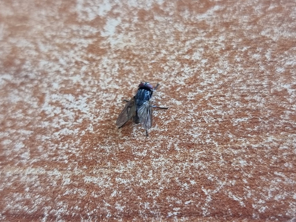 House Flies and Allies from 32, Maha Rat, Phra Nakhon Si Ayutthaya, TH ...